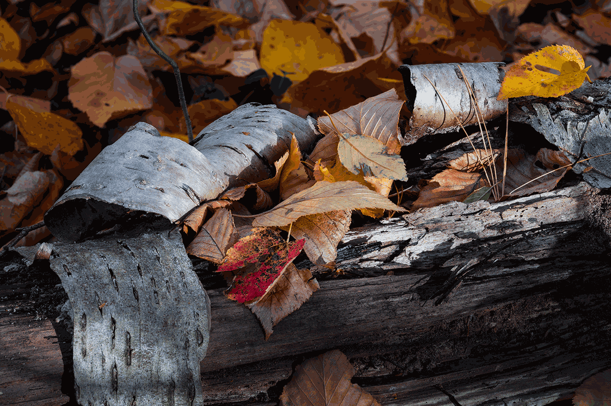 AVIS - 2024 Photo Competition Winners